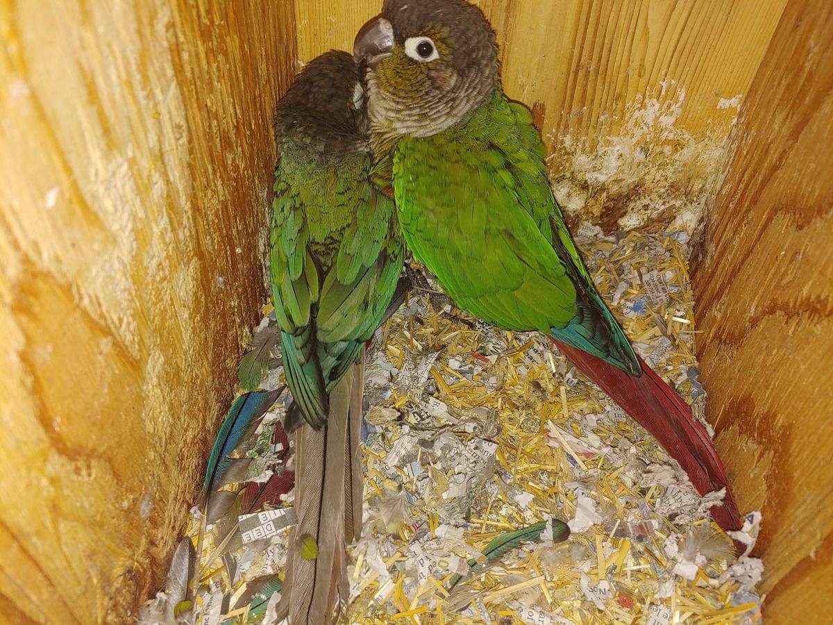 Bonded unrelated proven pair of Conures
