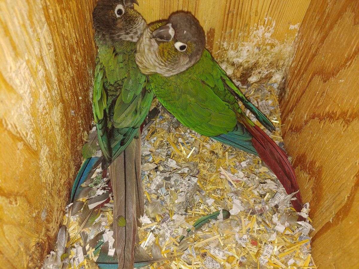 Bonded unrelated proven pair of Conures