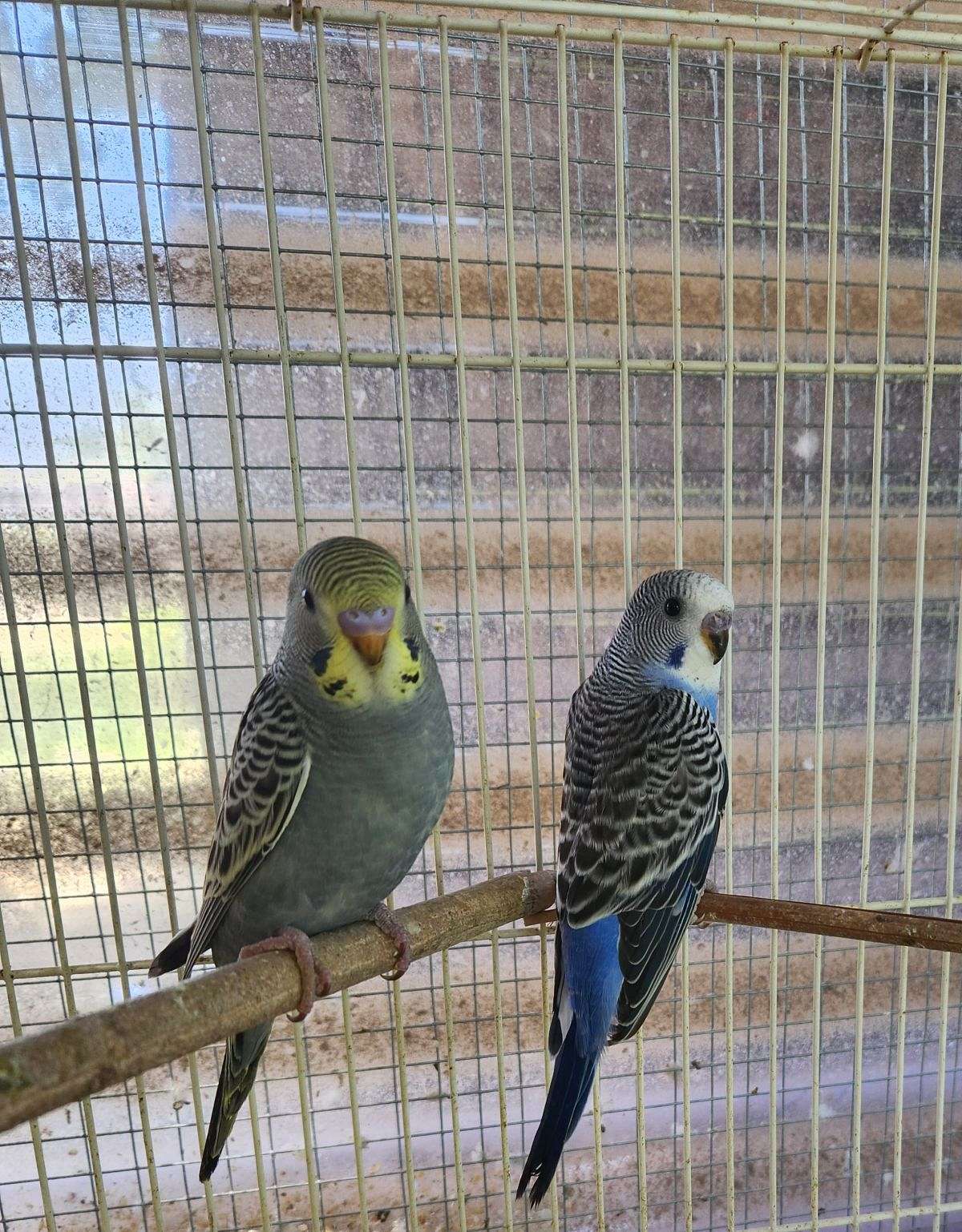 Baby parakeets