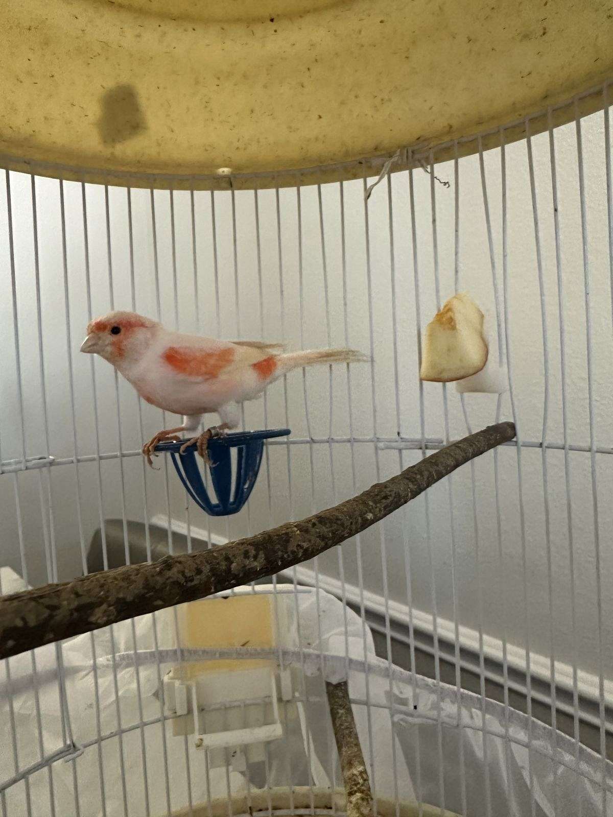 Less than one year old canaries