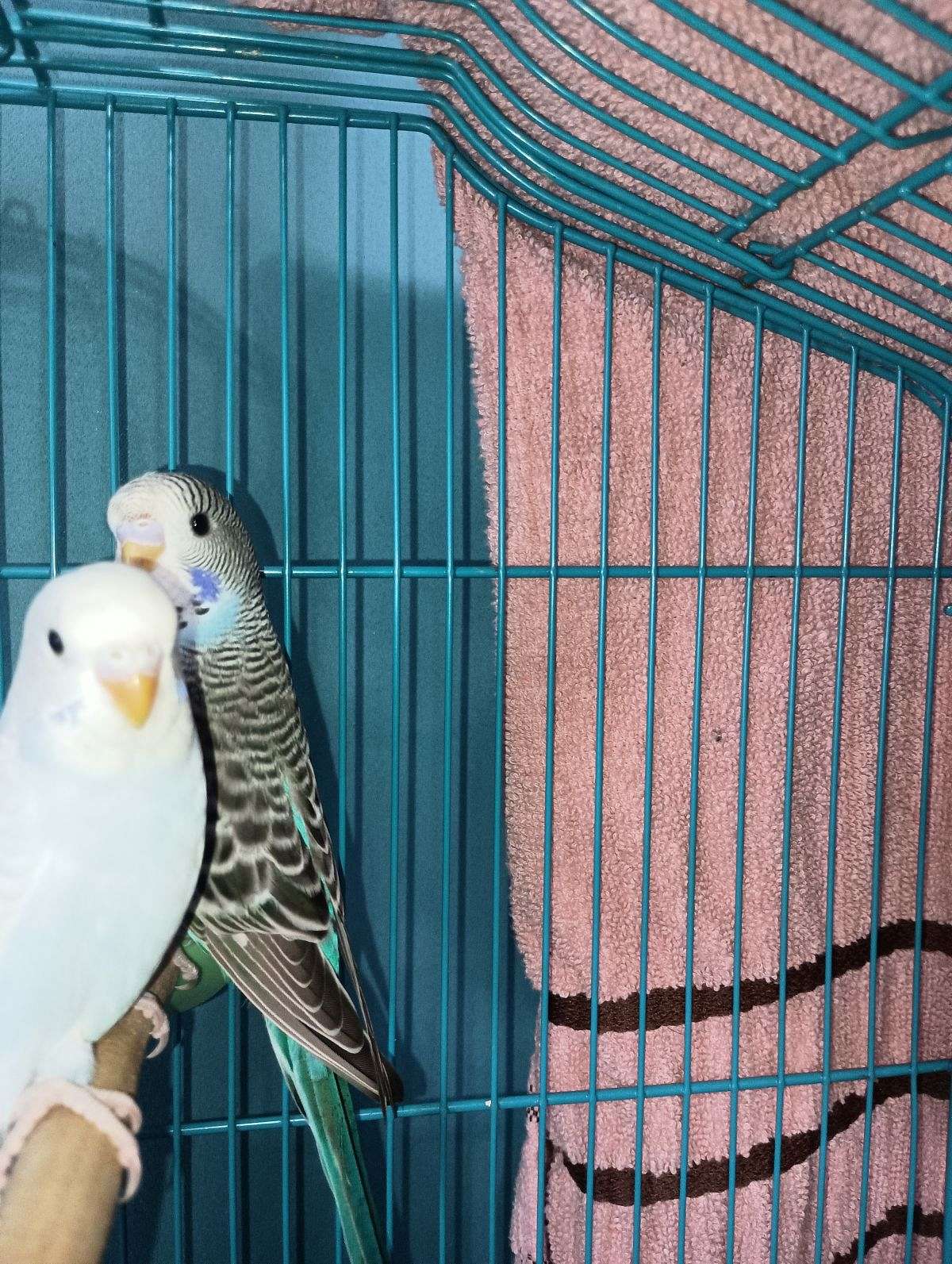 Hand tame young parakeets