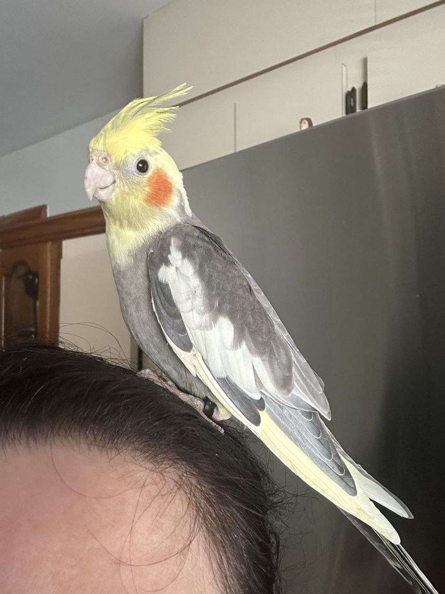 Baby cockatiel