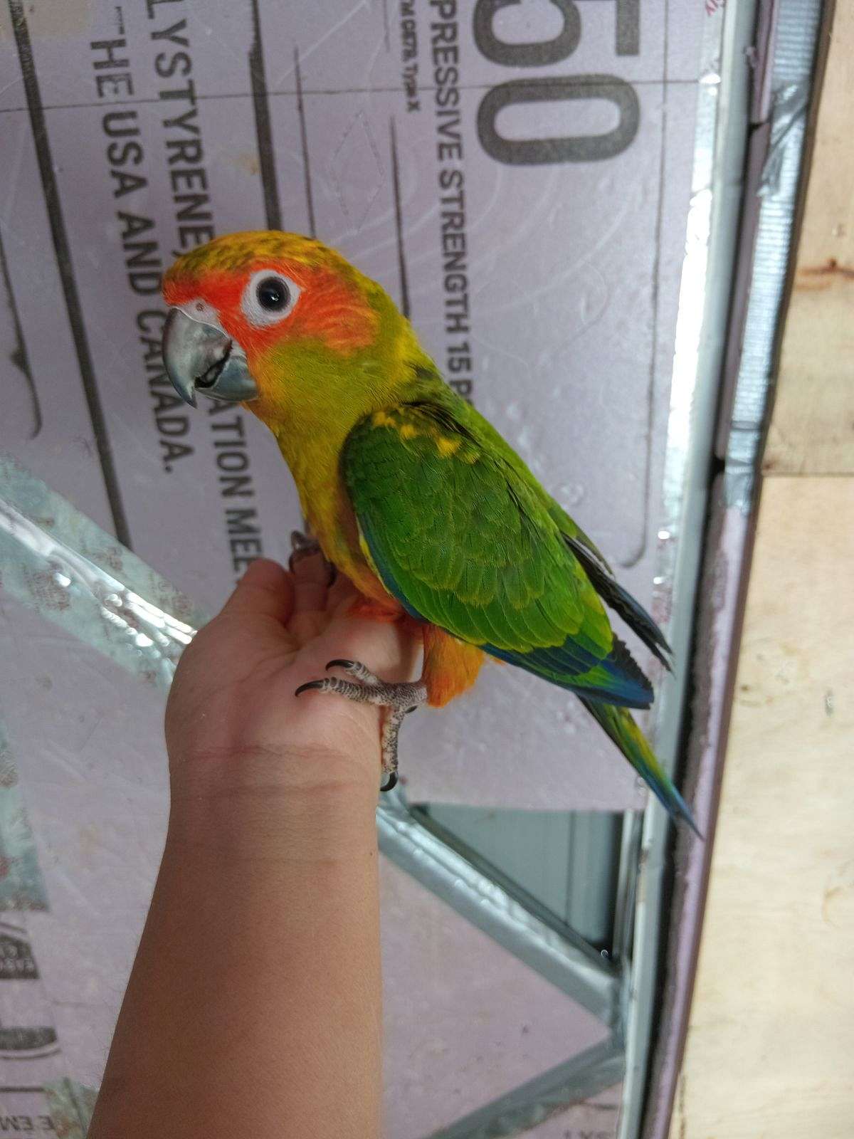 Sun conure
