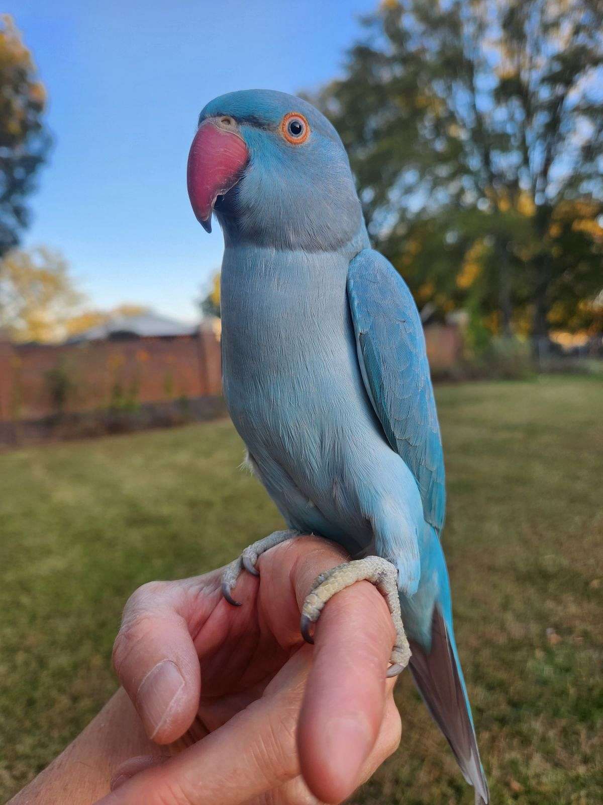 Beautiful Blue Female Ringneck