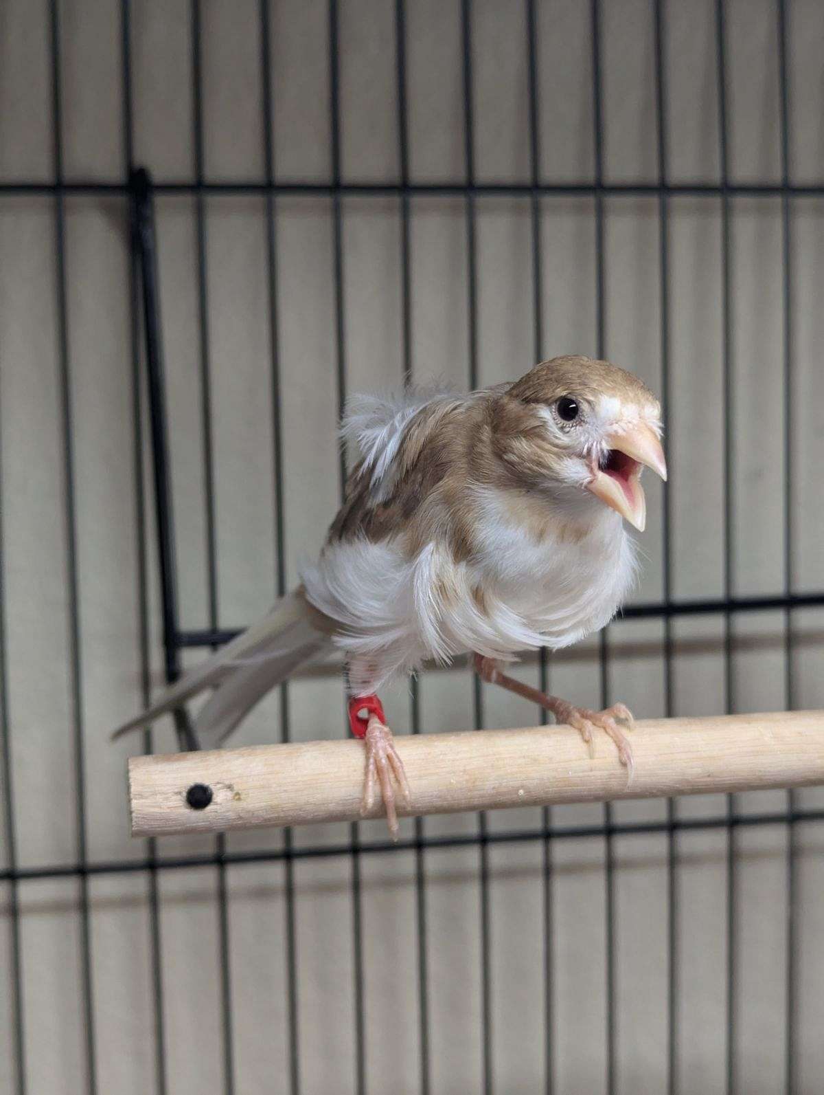 Fiorino Frilled Canary