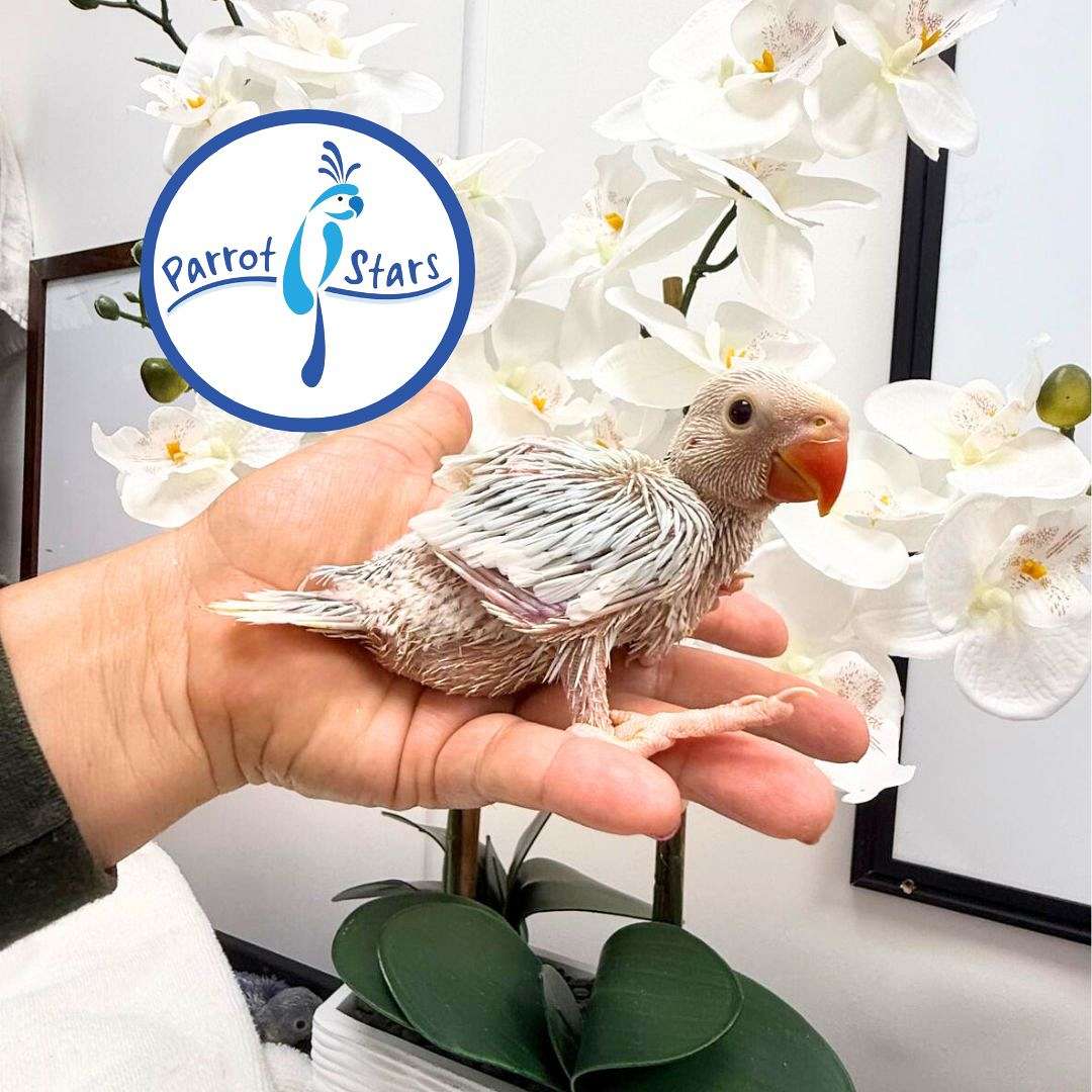 Baby Blue Lacewing Indian Ringneck Available at Parrot Stars!
