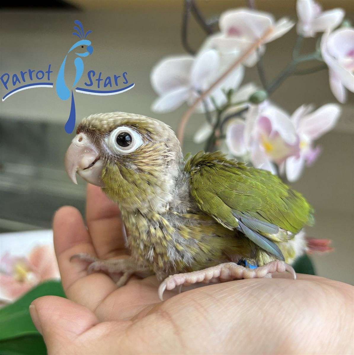 Baby Cinnamon Green Cheek Conure Available at Parrot Stars!