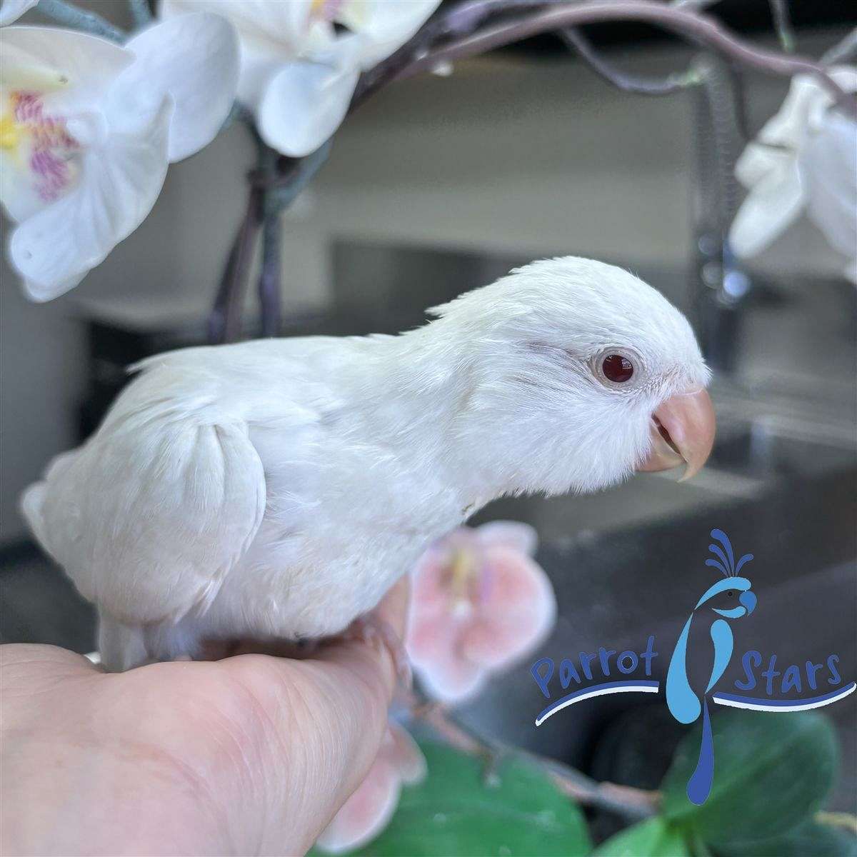 Baby Albino Quaker Parrot Available at Parrot Stars!