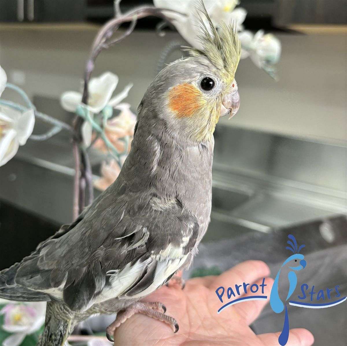 Baby Grey Cockatiel Available at Parrot Stars!