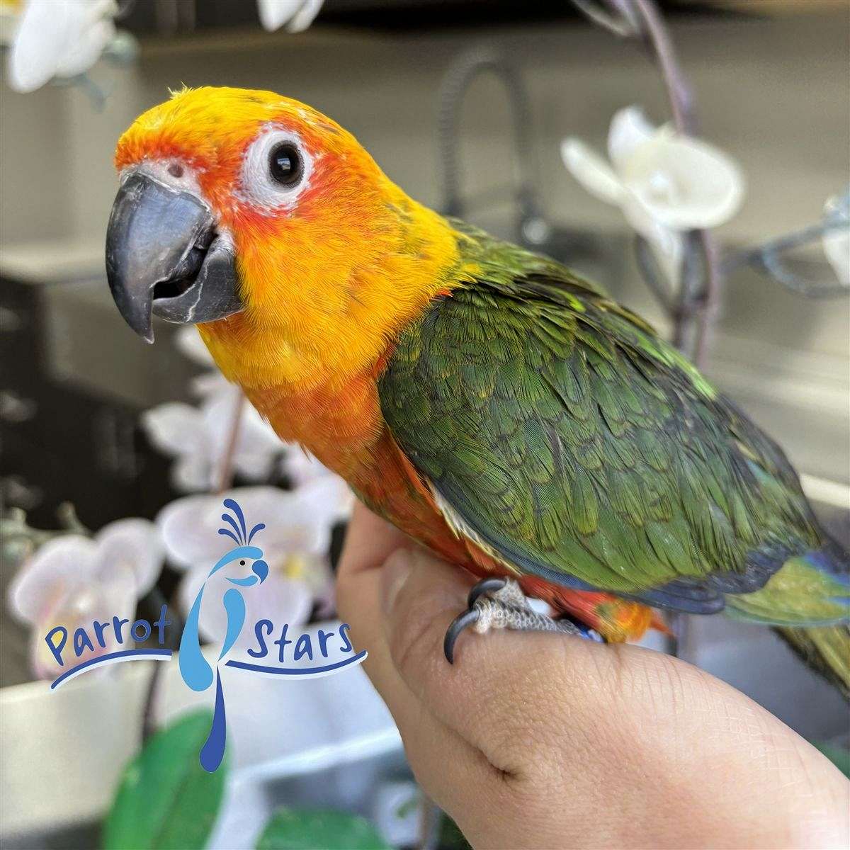 Baby Jenday Conure Available at Parrot Stars!