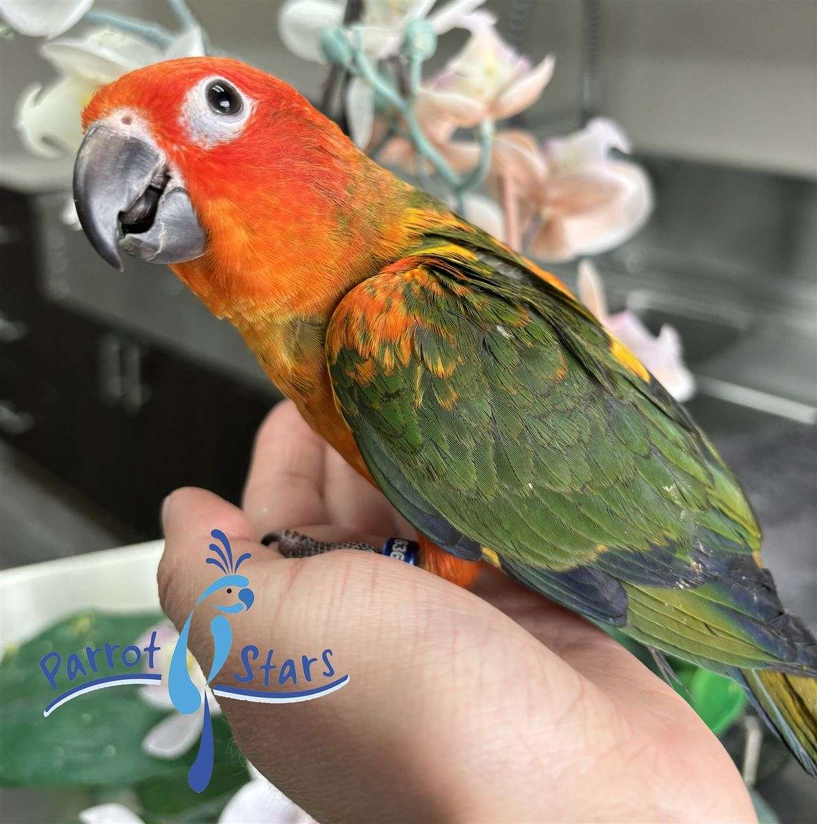 Baby Sun Conure Available at Parrot Stars!
