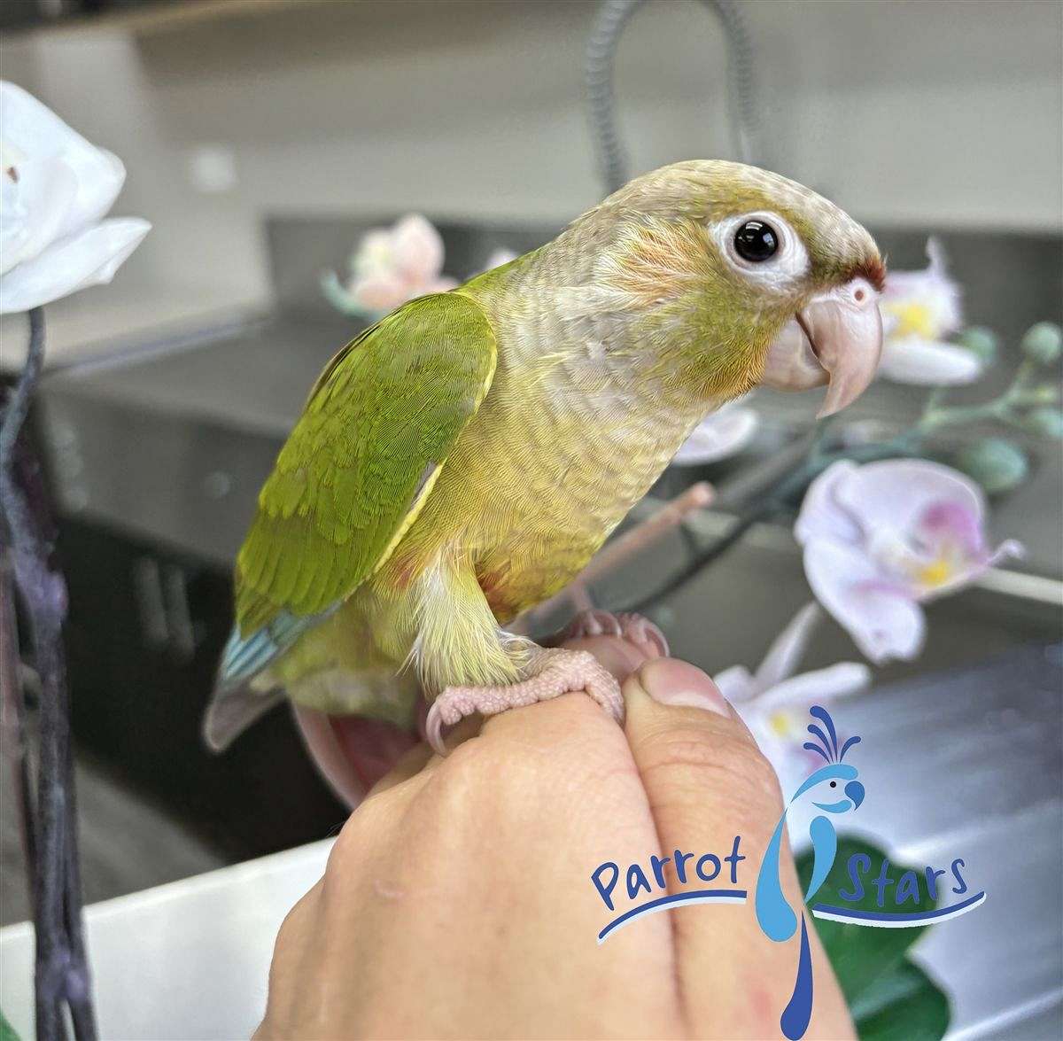 Baby Cinnamon Green Cheek Conure Available at Parrot Stars!