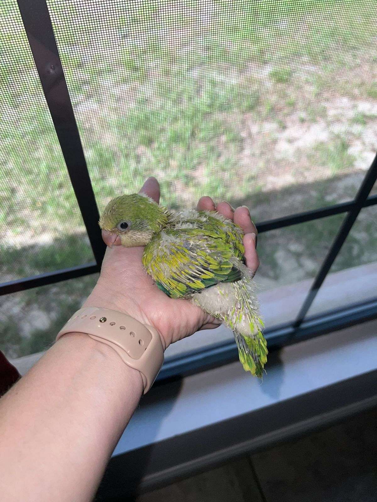 Green Opaline Quaker baby