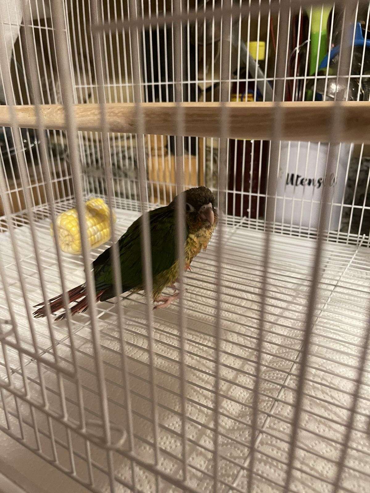 Conures
