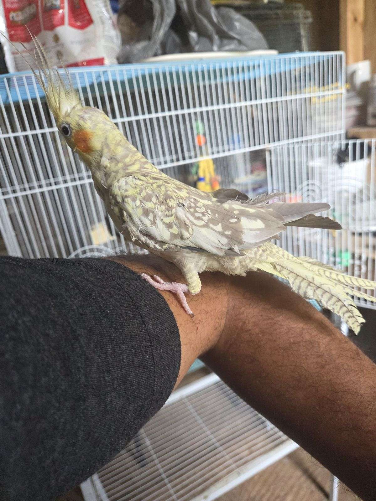 Hamd feed baby cockatail