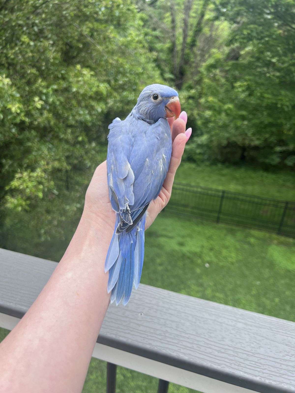 Indian Ringneck Baby - Violet Male