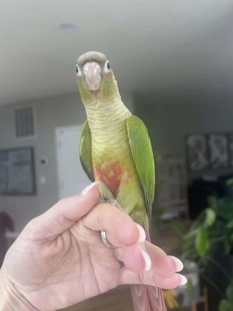 Green Cheek Conure Baby "Cinnamon" Female 215