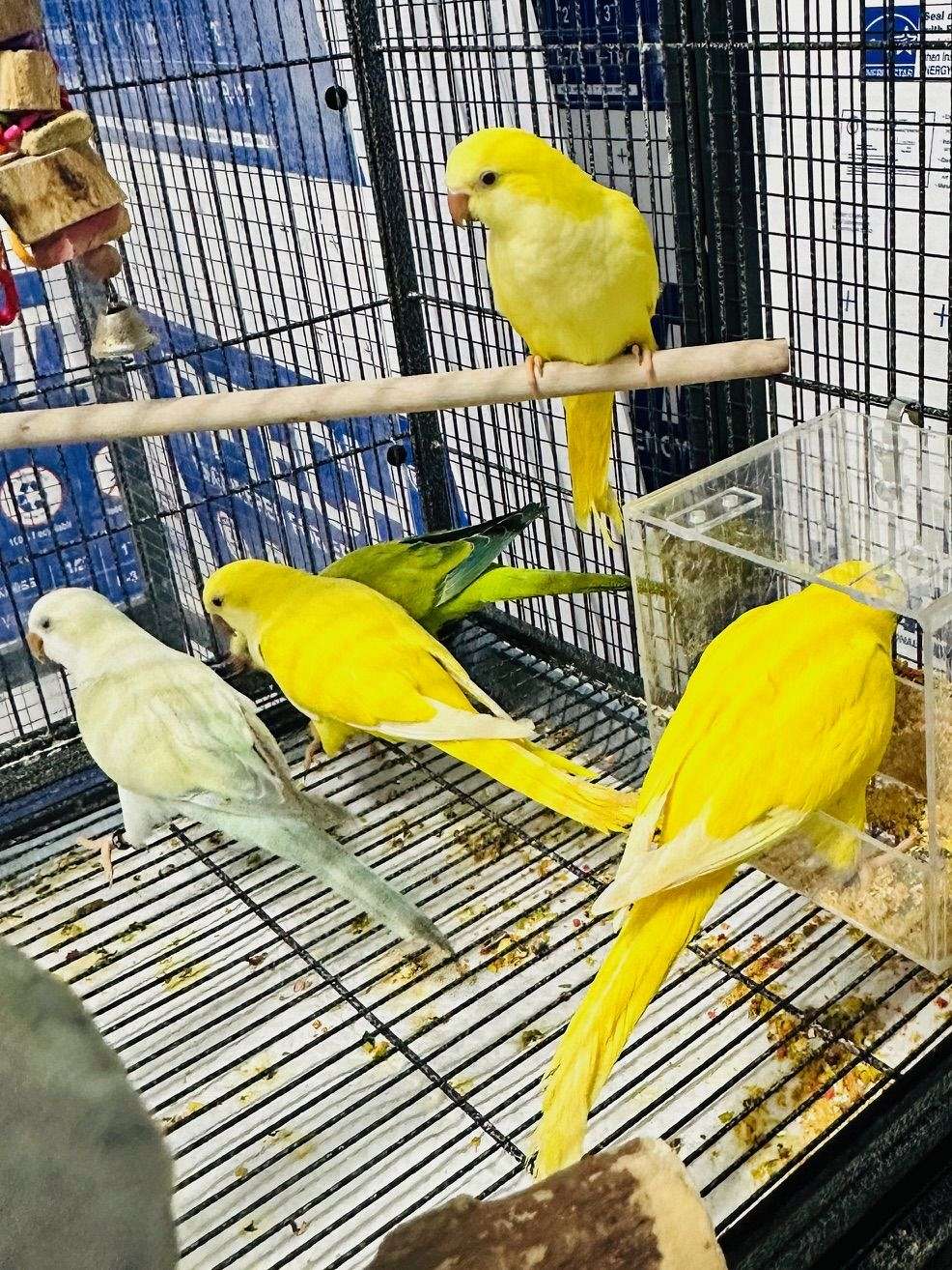 Taking Deposits for baby Quaker Parrots