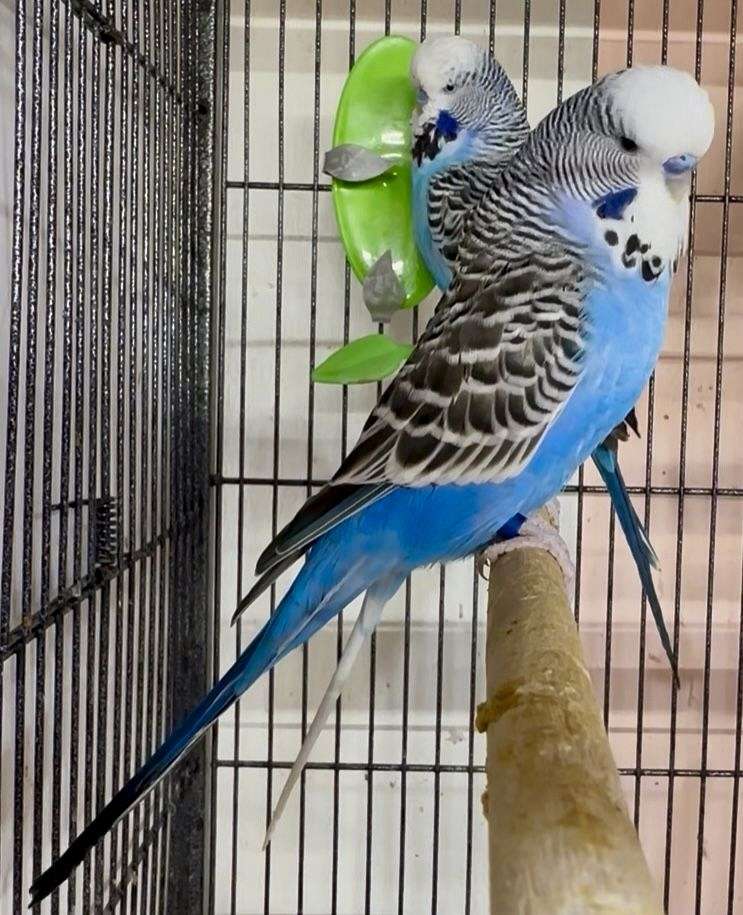 English budgies