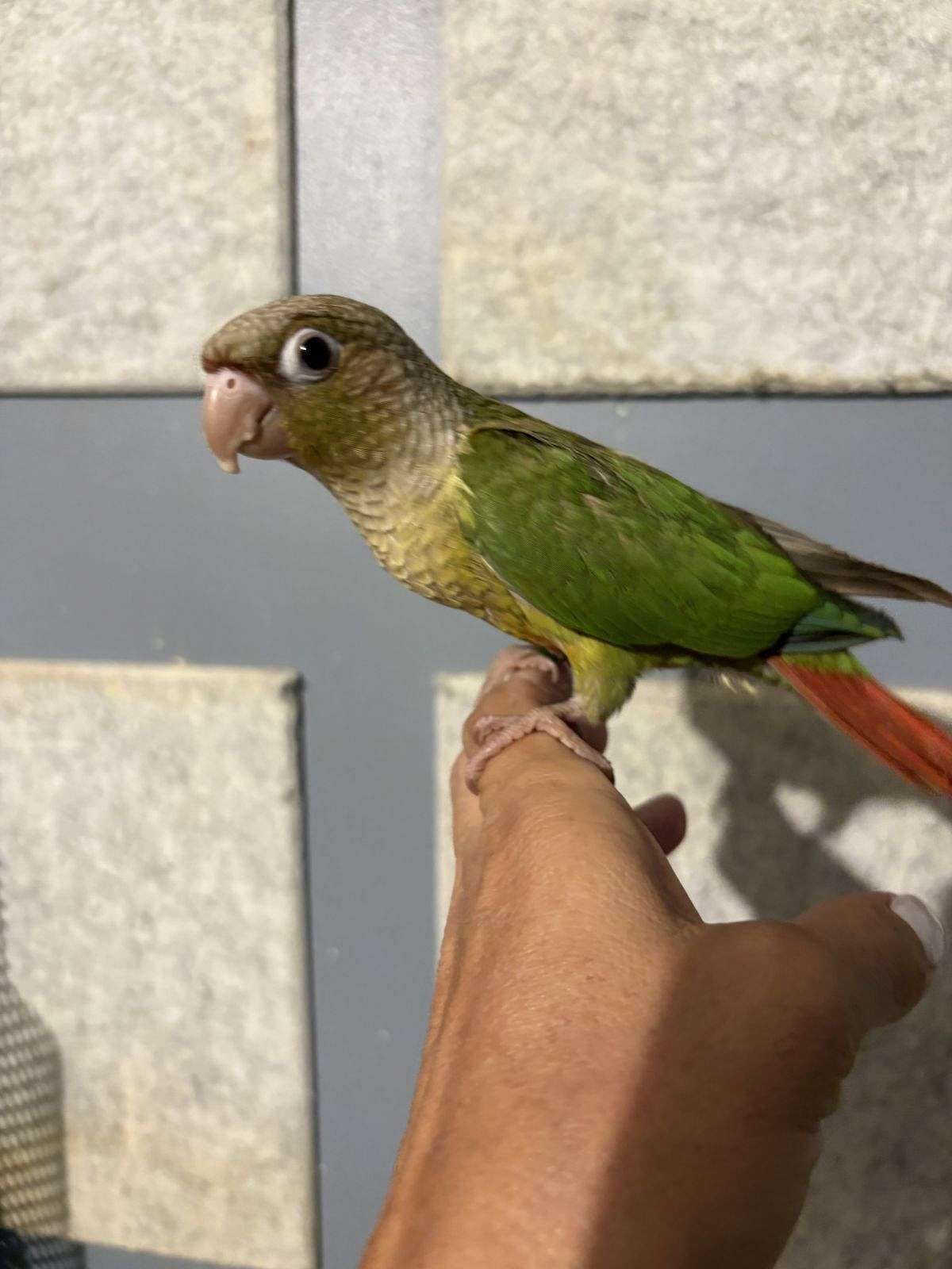 Green cheek conure babies