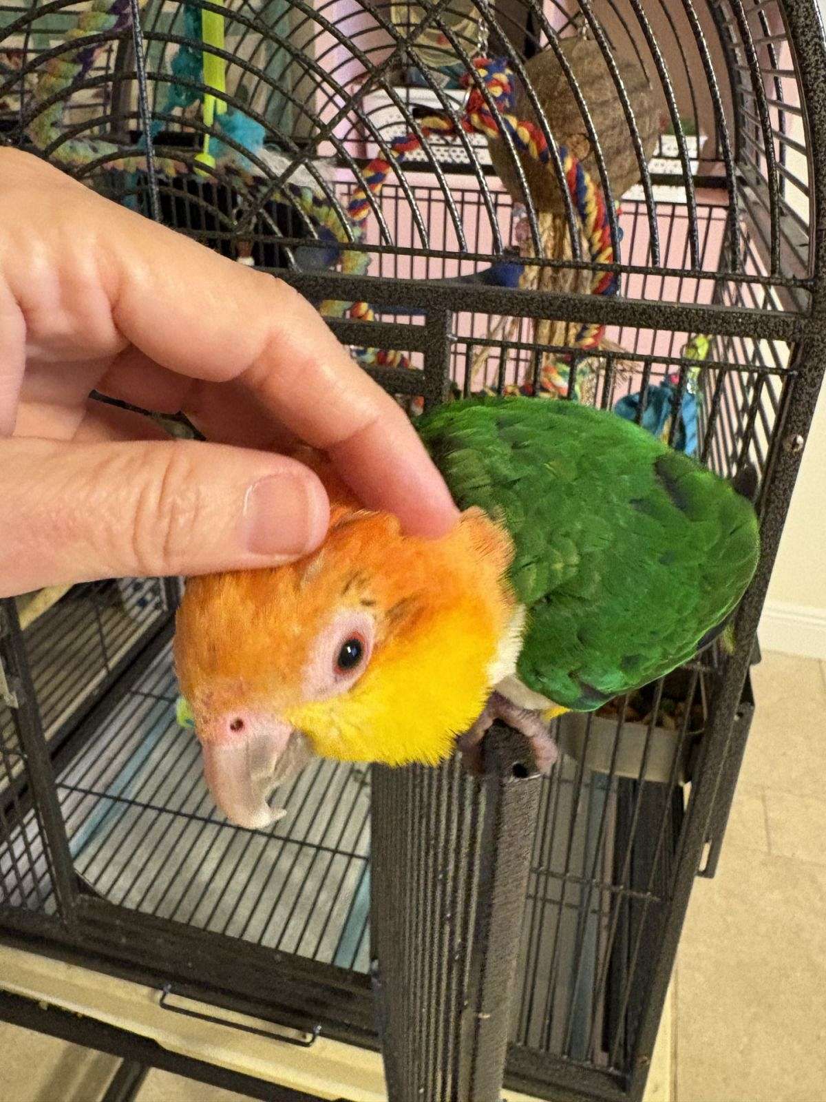 White belly Female Caique