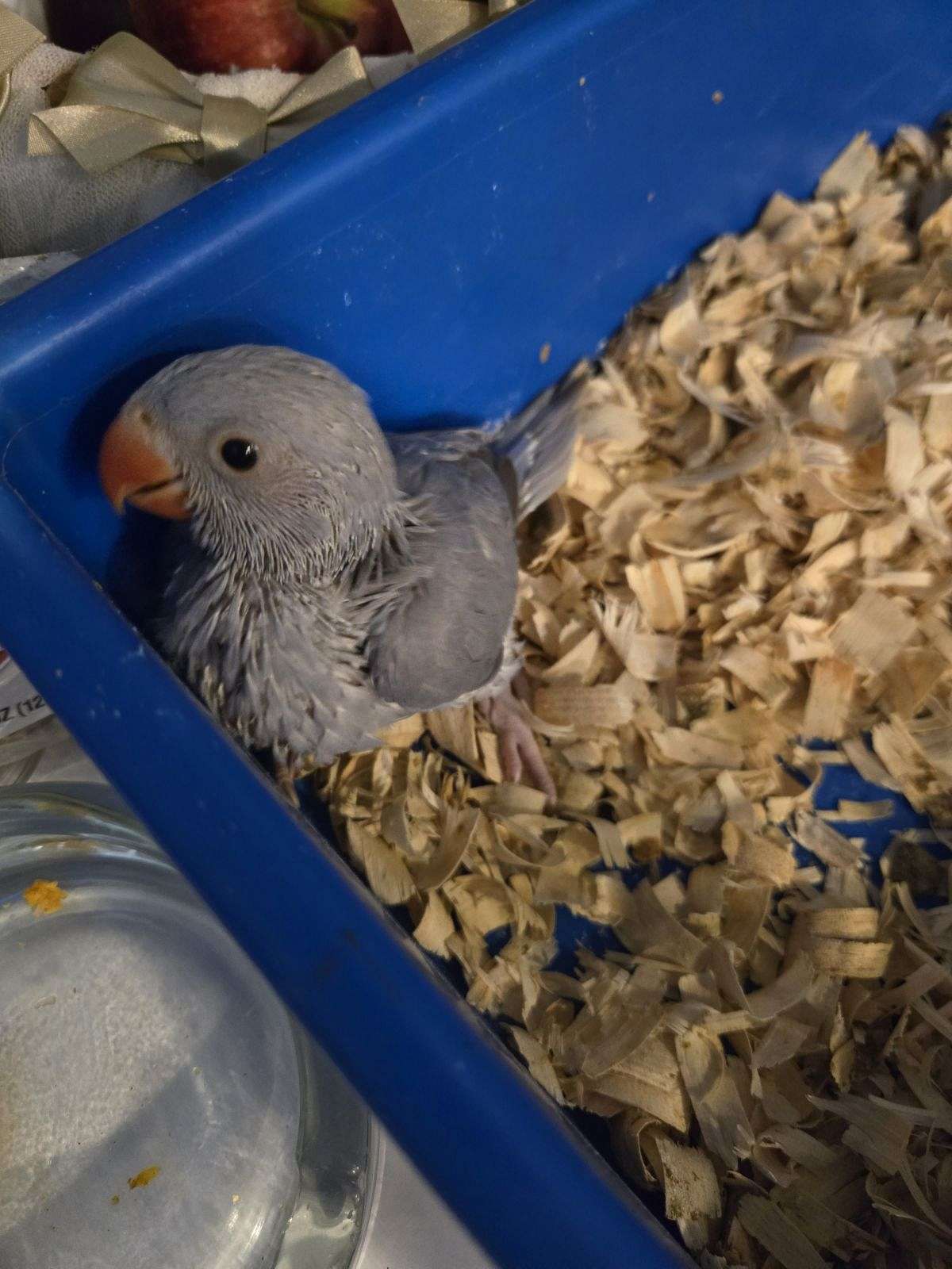 Blue baby Indian Ringneck