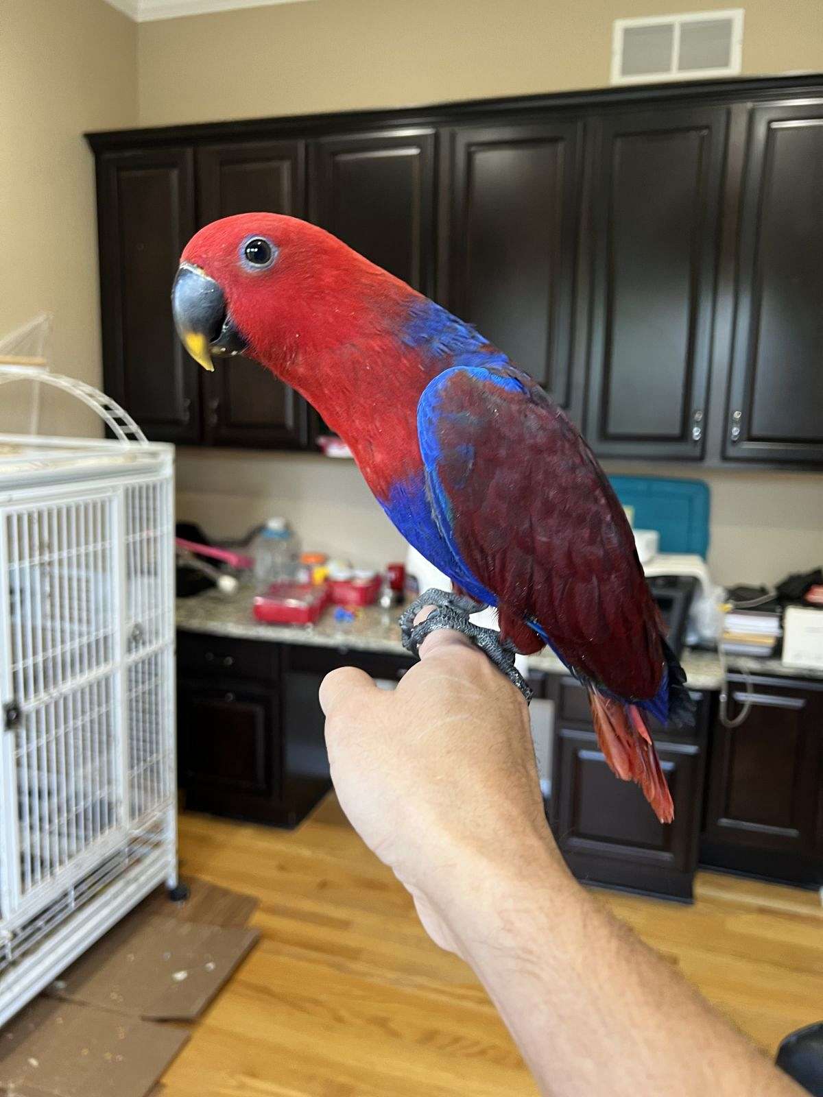 6 month-old Eclectus Female Baby Bird available