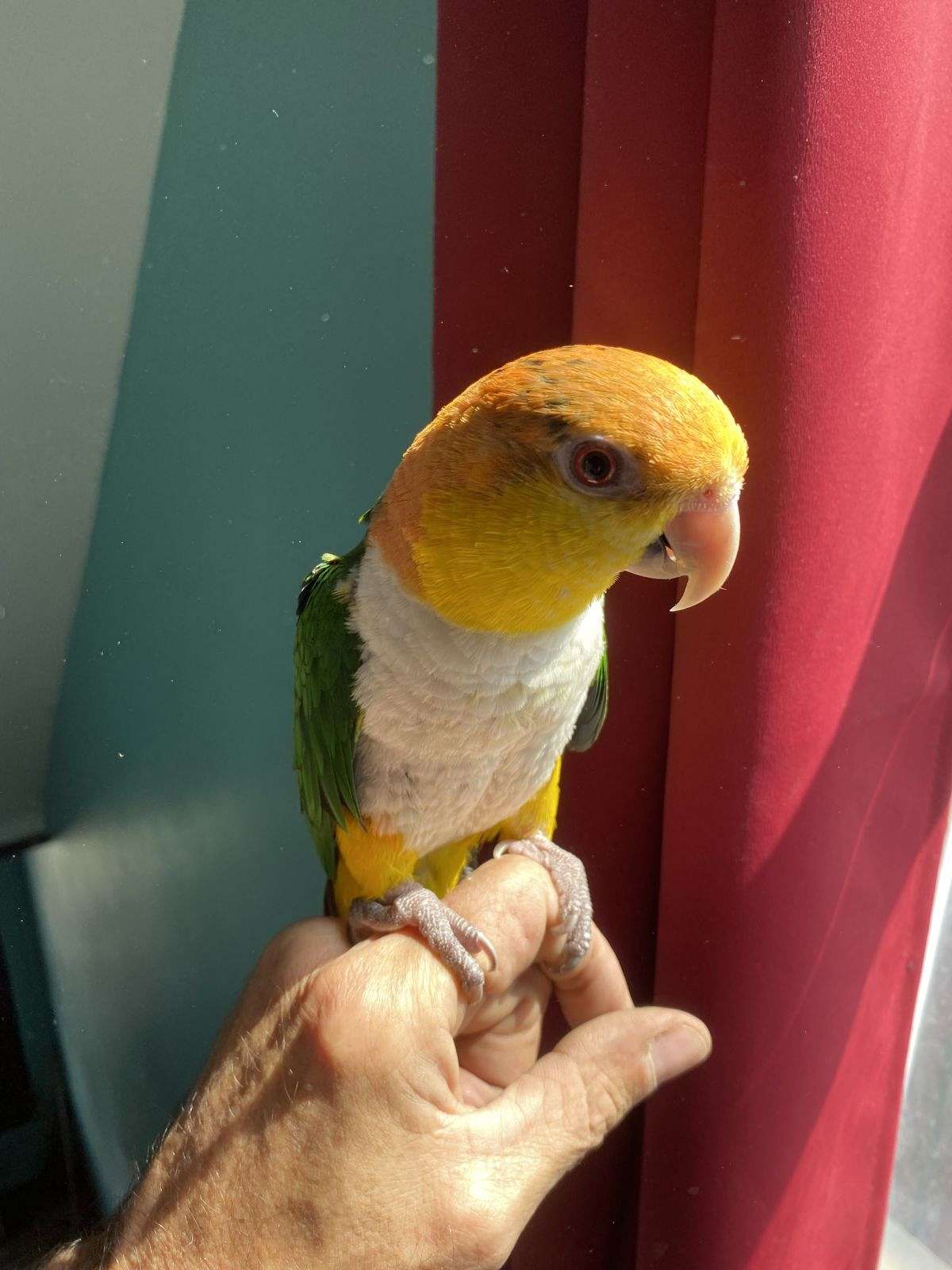 Friendly male Caique