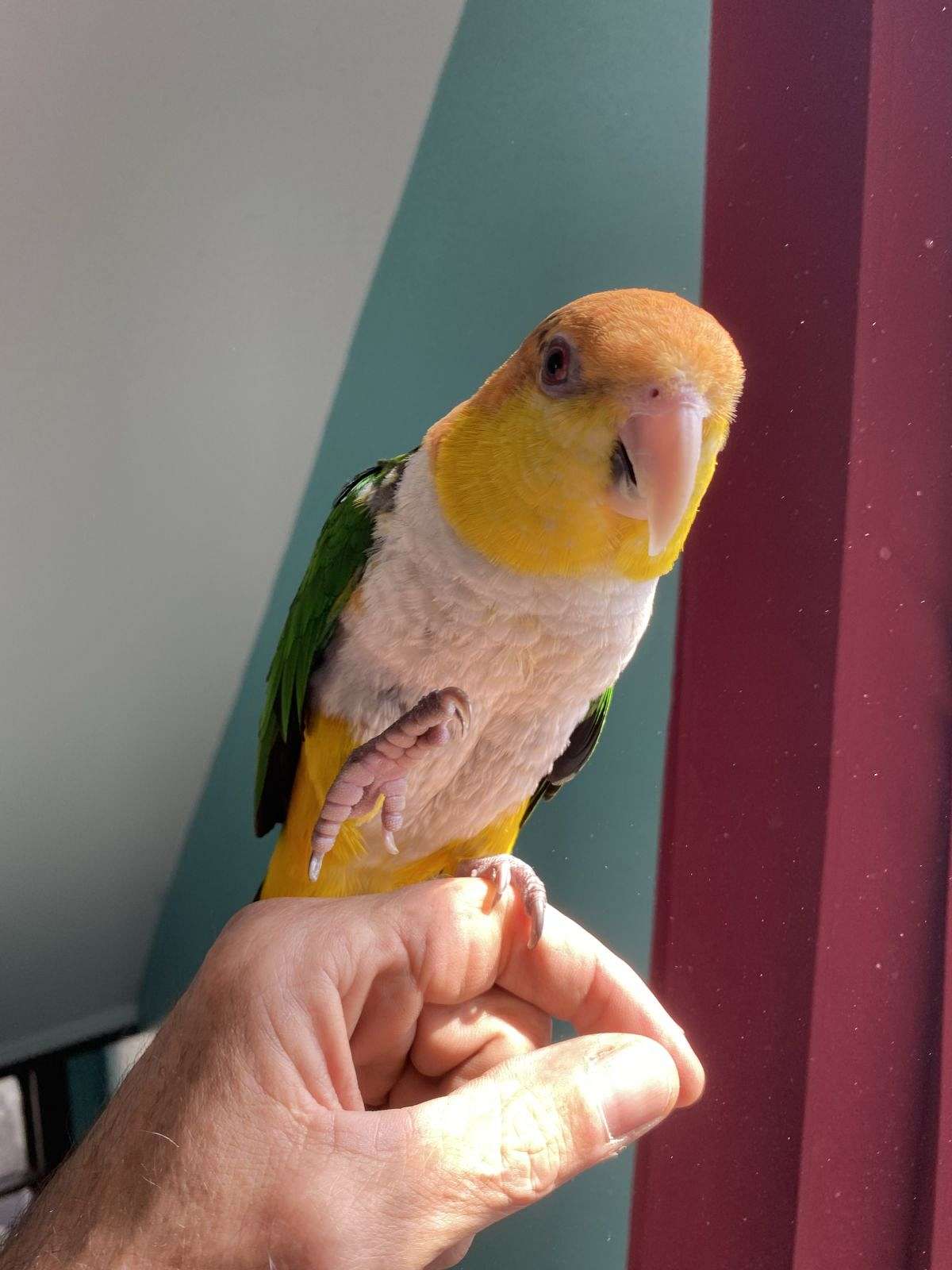 Friendly male Caique