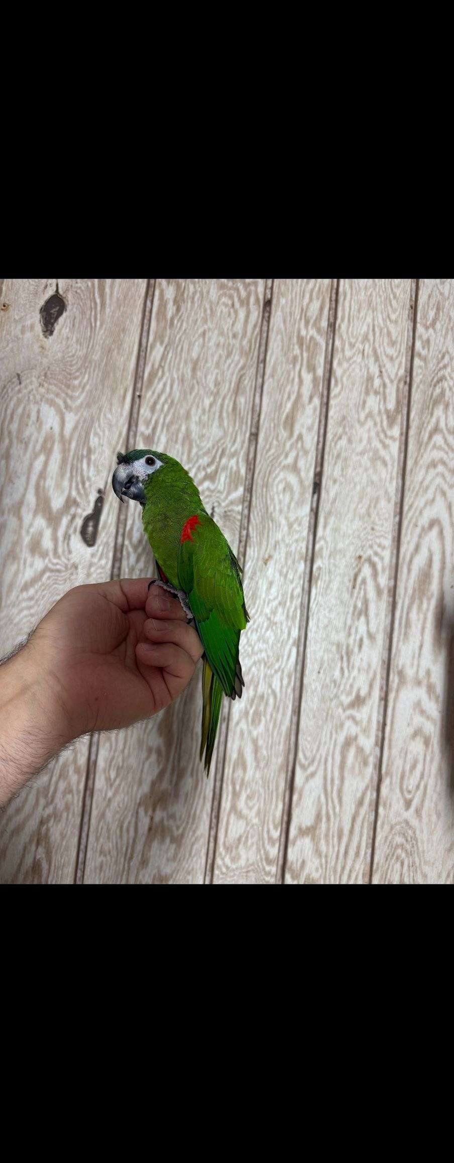 Hahns Macaw (female)