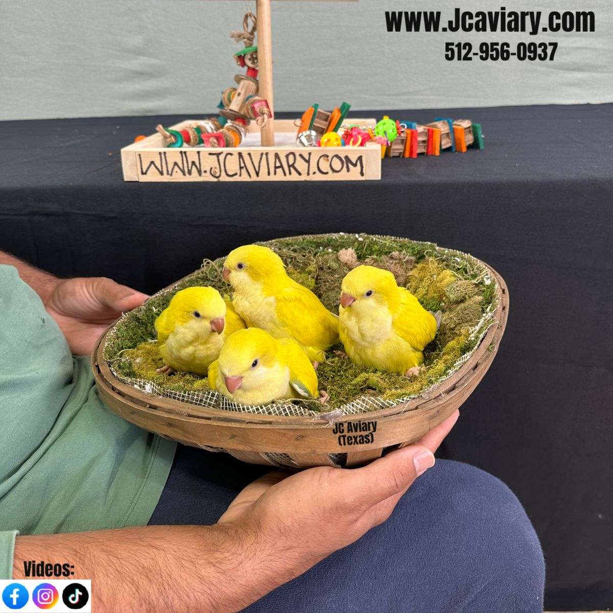 Yellow quaker parrots