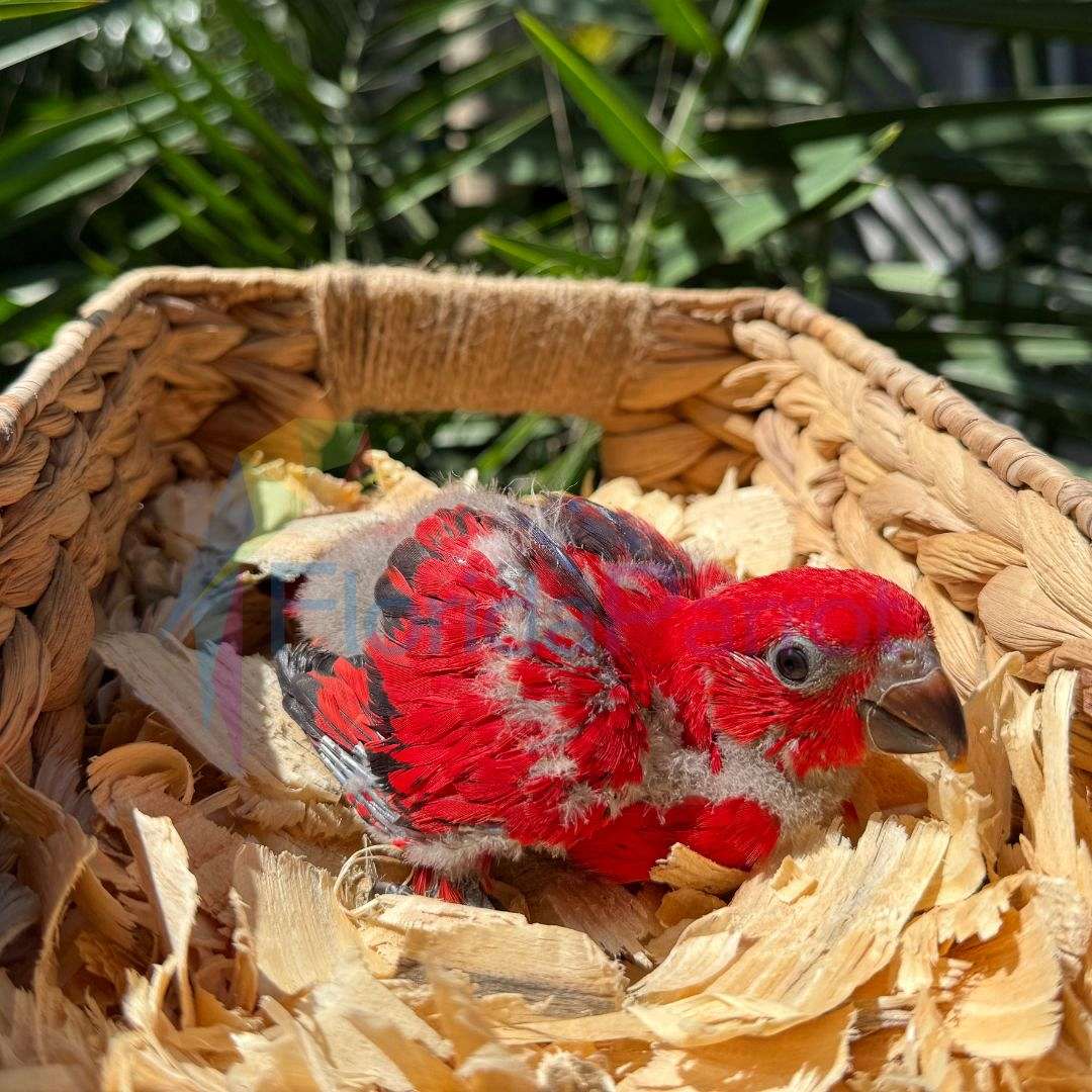 Red Lory