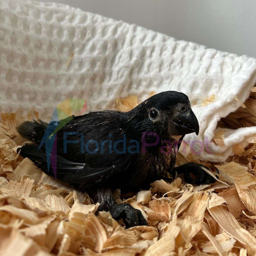 Black Lory