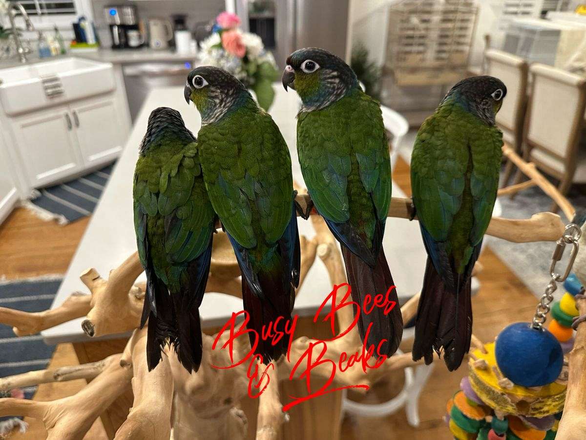 Crimson Bellied Conure
