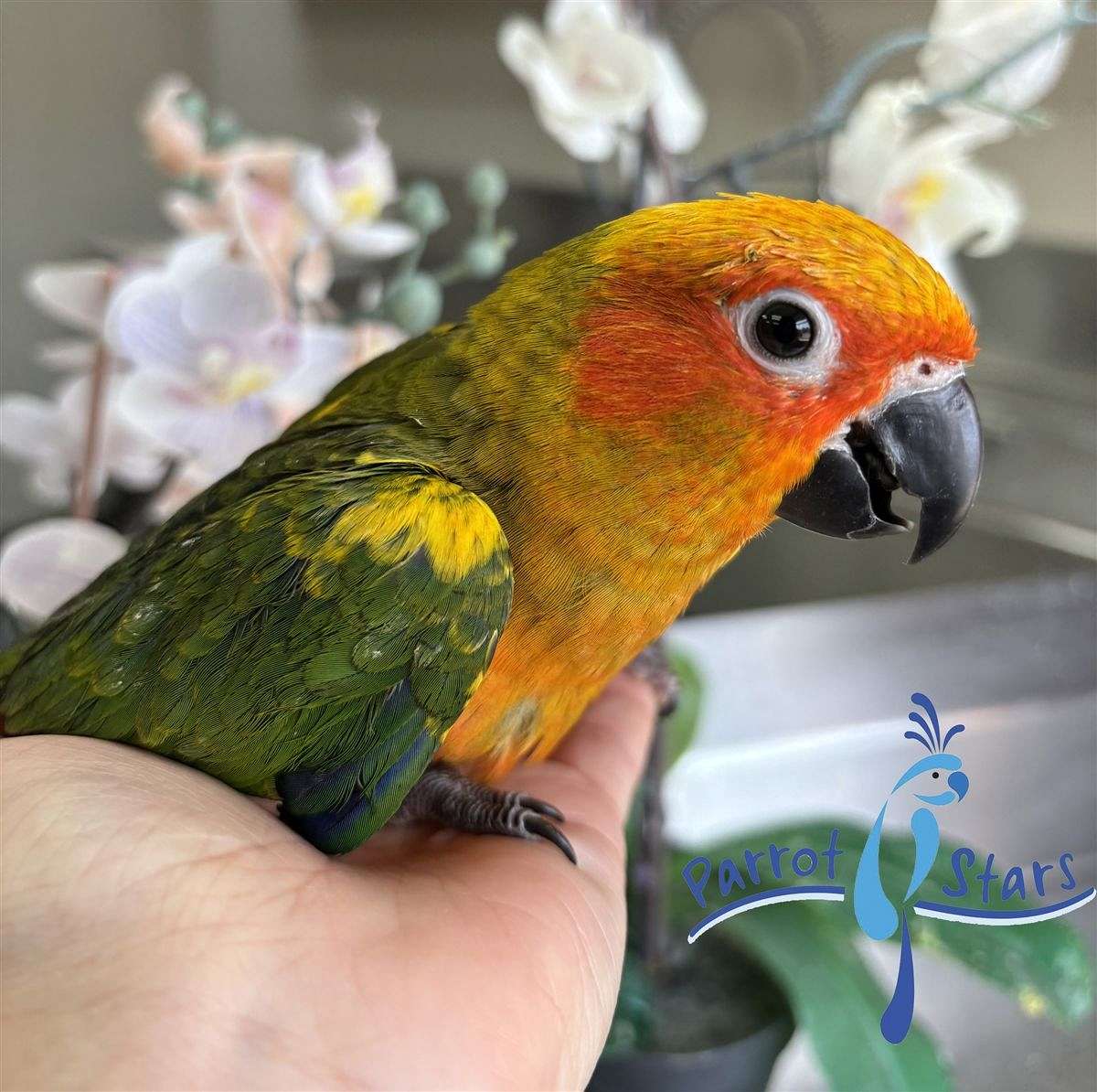 Baby Sun Conure Available at Parrot Stars!