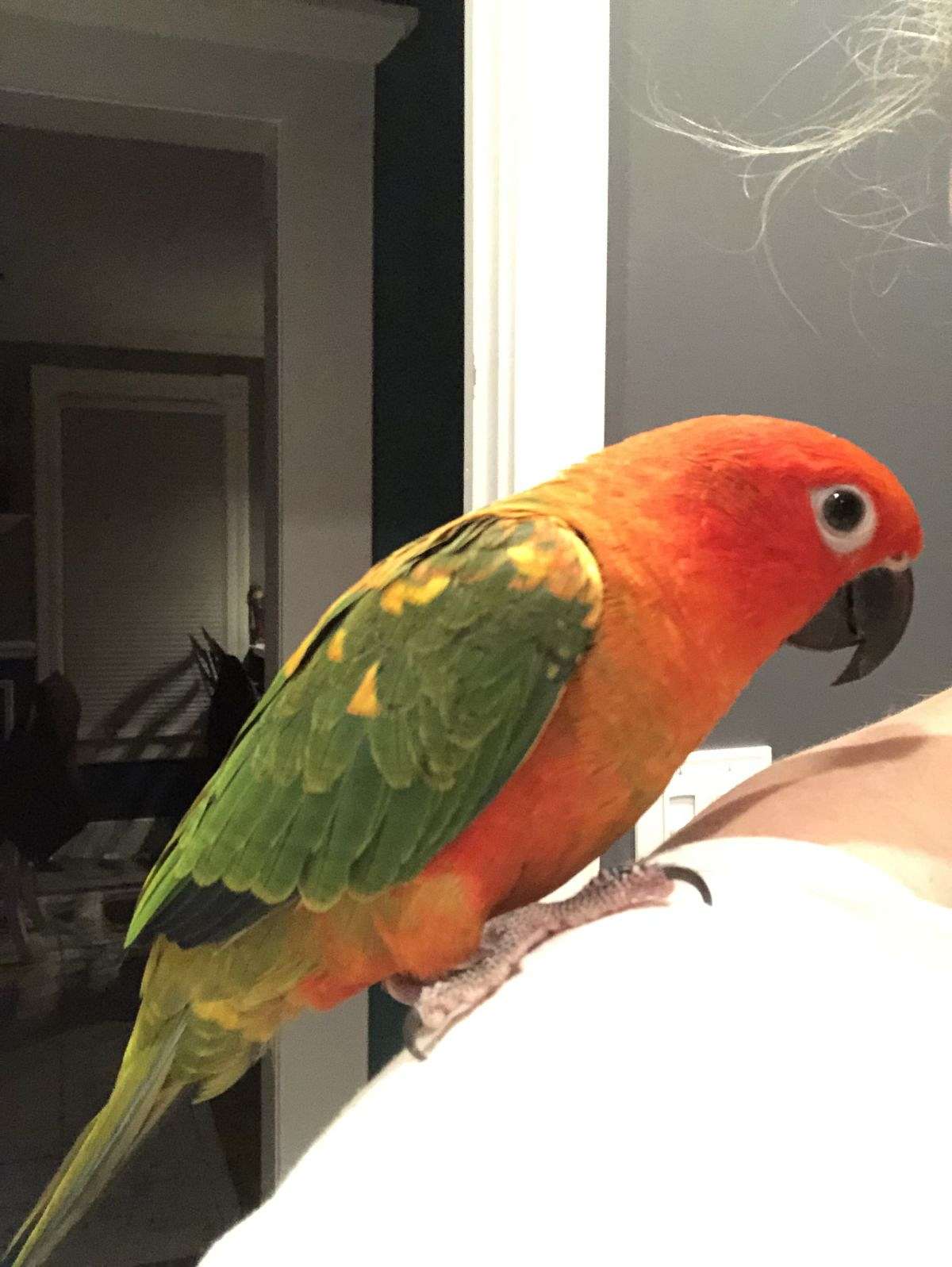 Red Factor Sun Conure