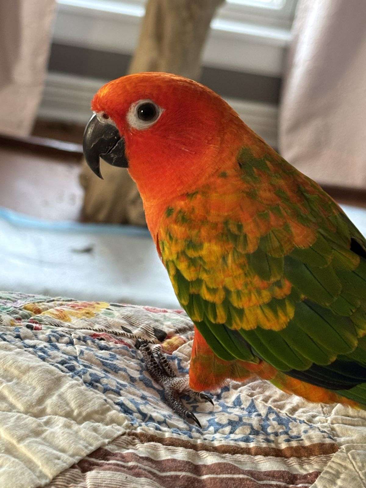 Red Factor Sun Conure