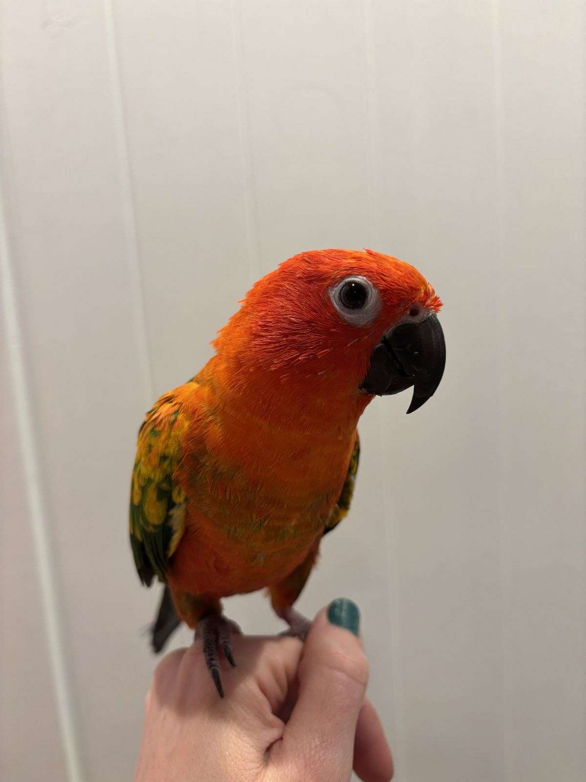 Red Factor Sun Conure