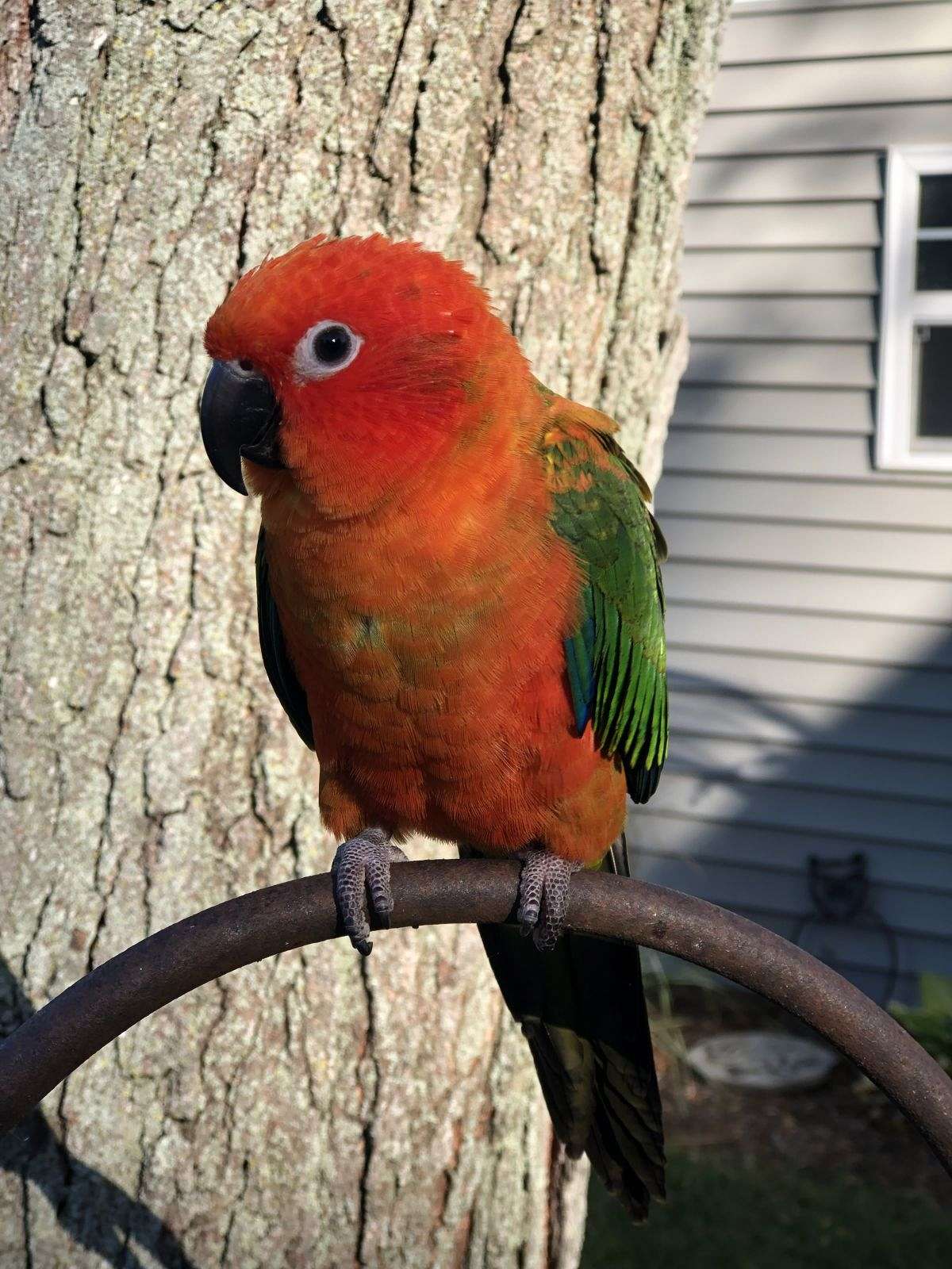 Red Factor Sun Conure