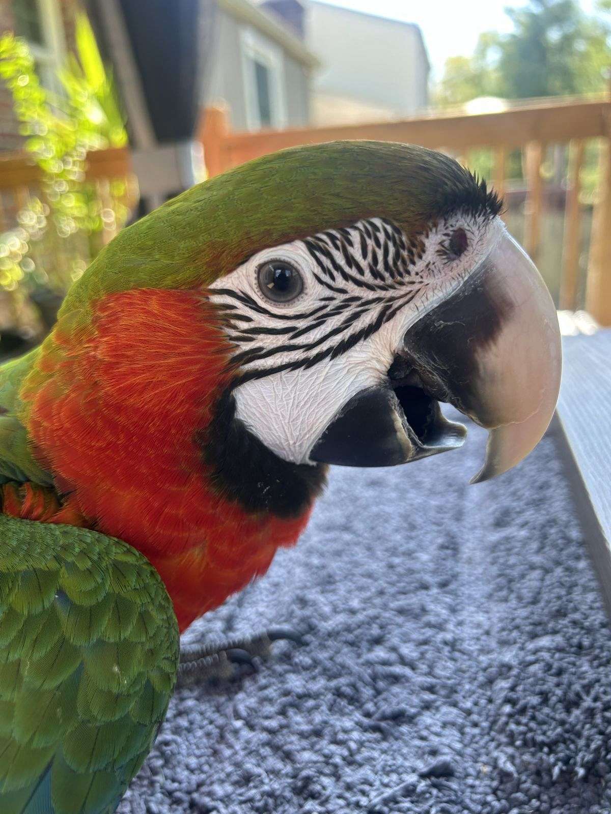 Harlequin Macaw