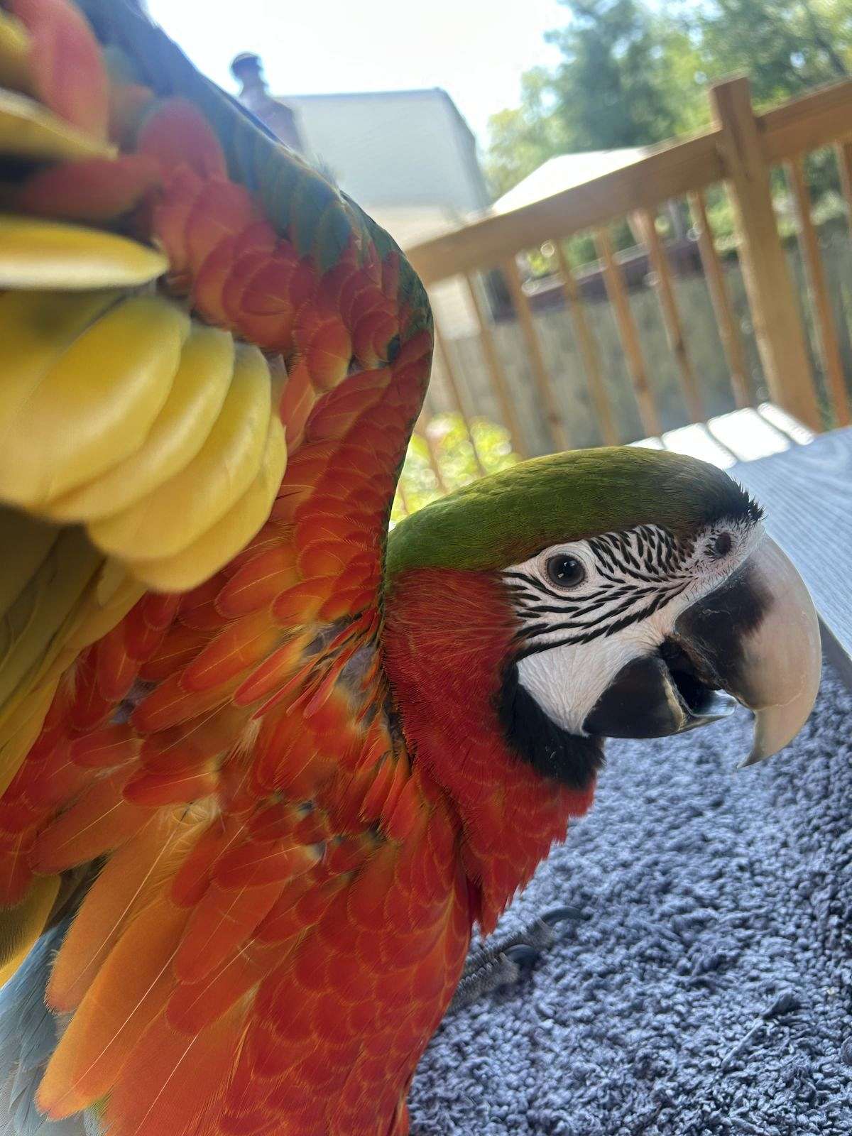 Harlequin Macaw