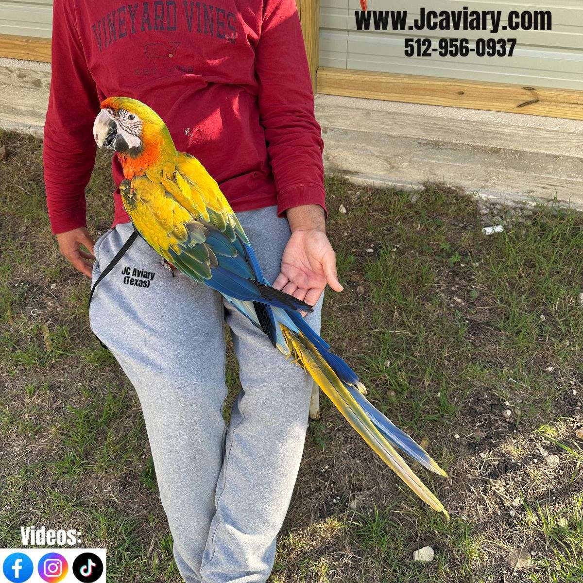 Yellow camelot macaw baby