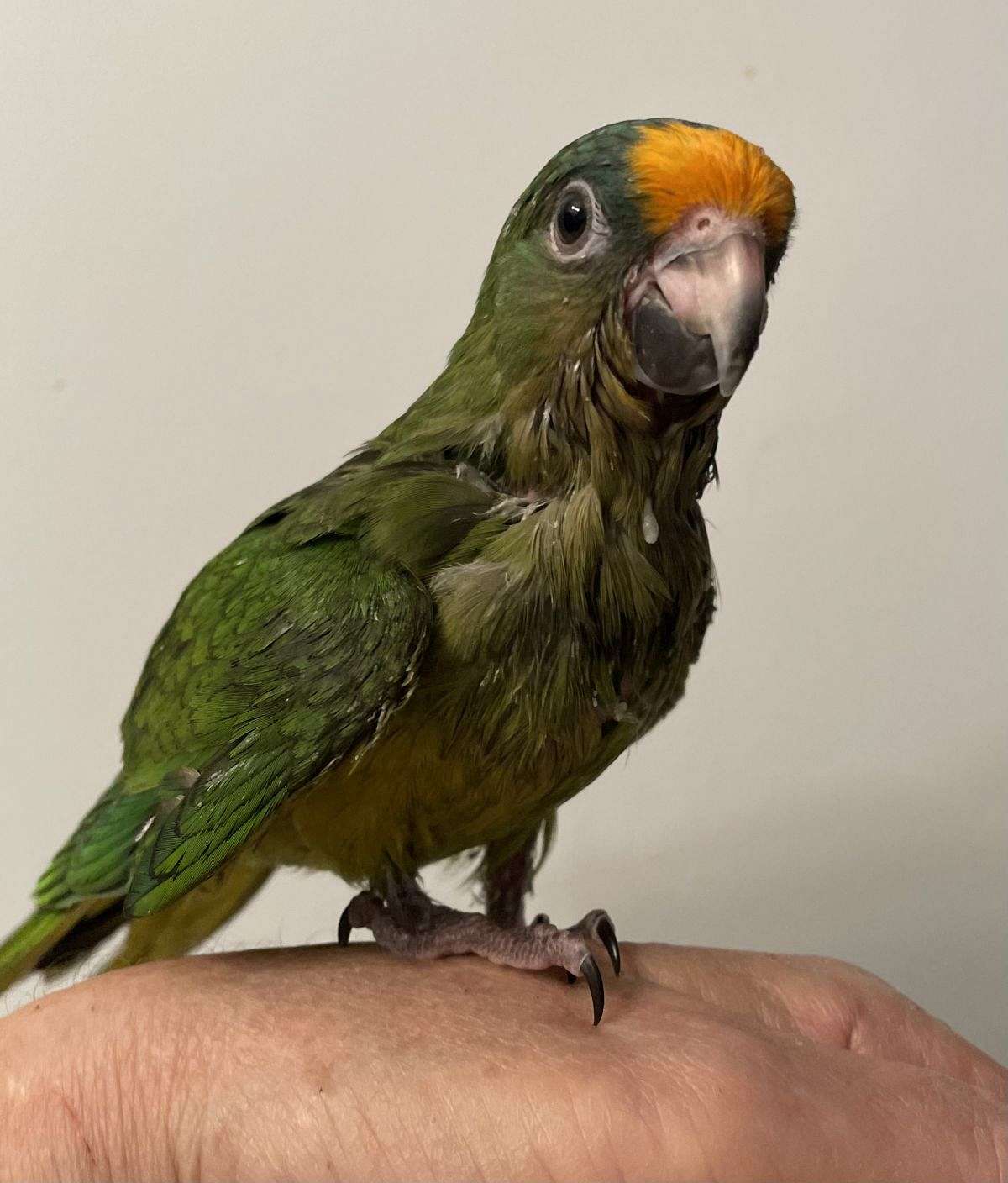 Peach Front Conure