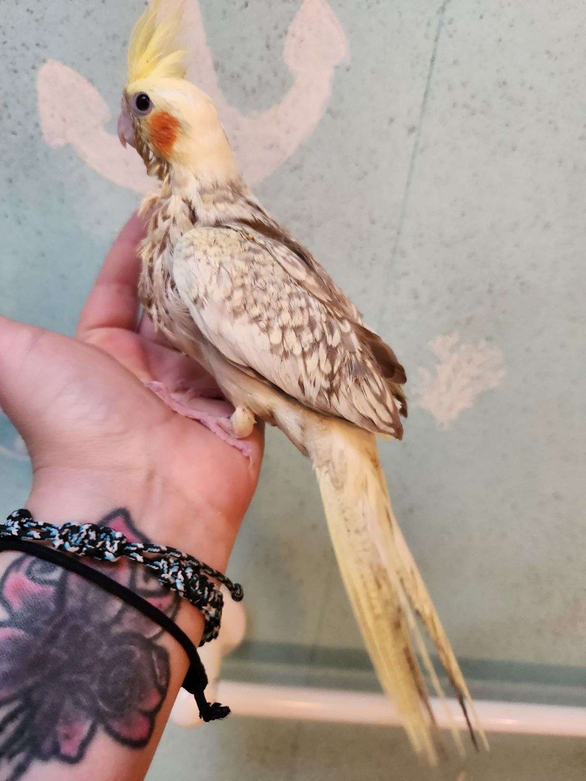 Female cinnamon pearl