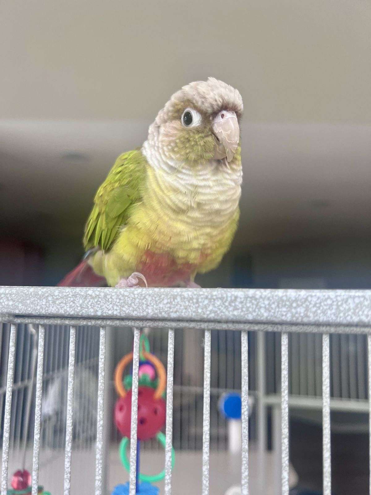 Adult Cinnamon Green Cheek "Mowgli" – Sweet Companion Looking for New Home!