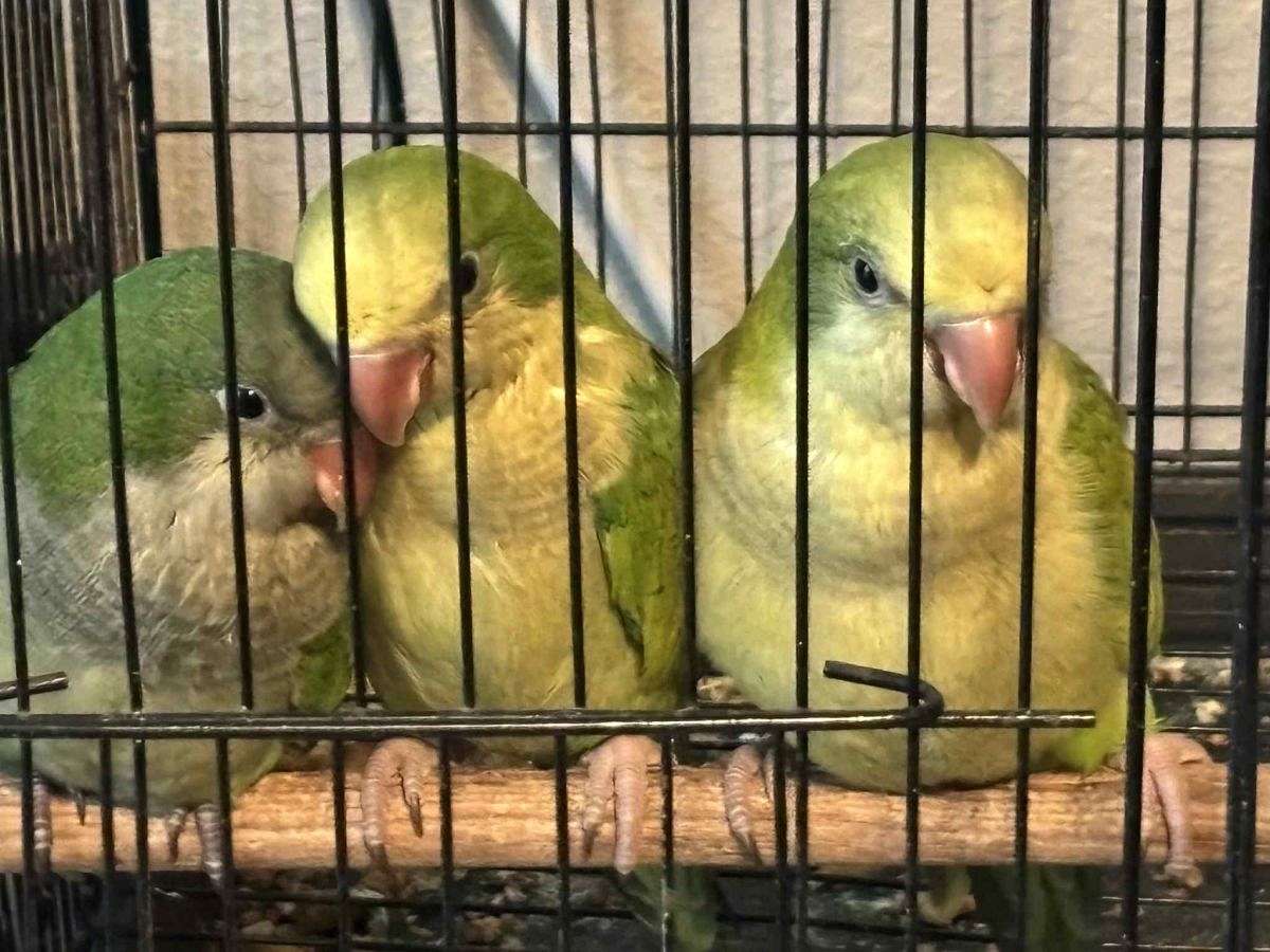 Normal Green and Green Opaline Quakers