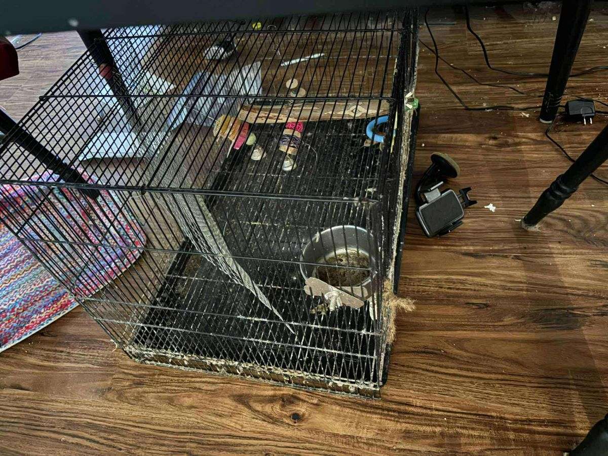 Green Cheeked Conures and Fischer Pied Lovebirds