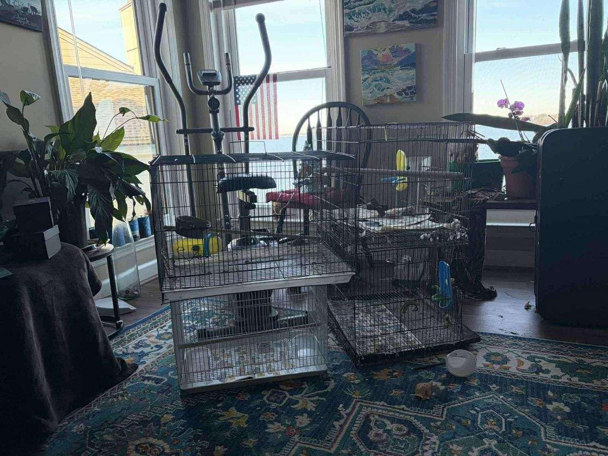 Green Cheeked Conures and Fischer Pied Lovebirds