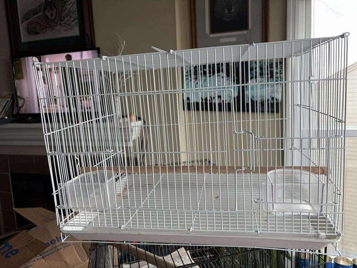 Green Cheeked Conures and Fischer Pied Lovebirds