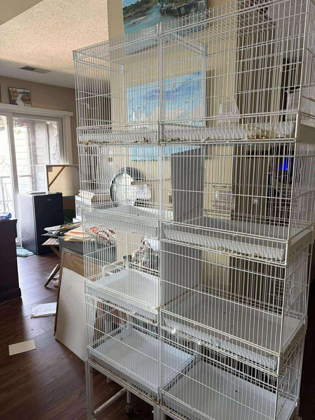 Green Cheeked Conures and Fischer Pied Lovebirds